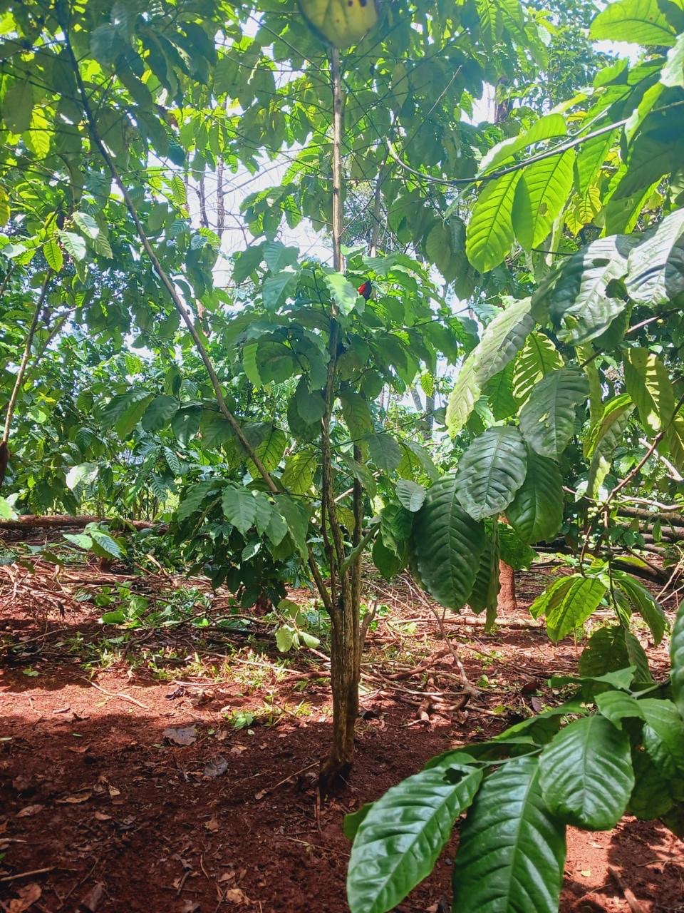 Katu Café in Luang Prabang